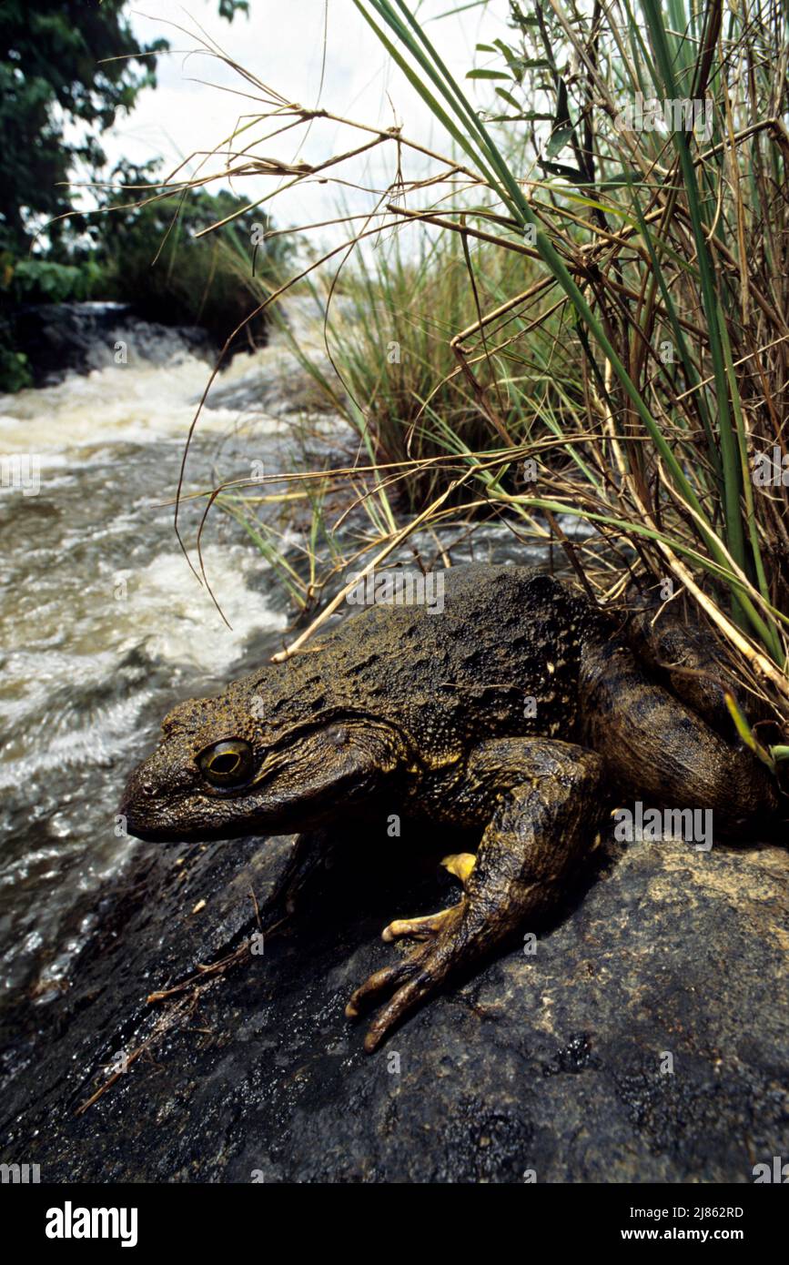 Afro tropical species hi-res stock photography and images - Alamy