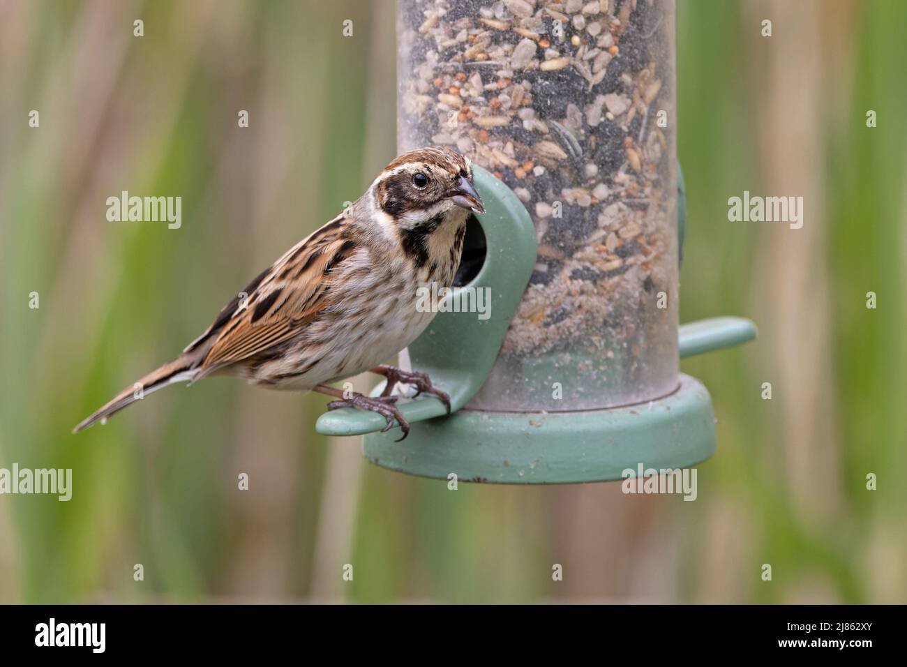 Reed Bunting (Emberiza schoeniclus) on feeder Lakenheath Fen Suffolk UK ...