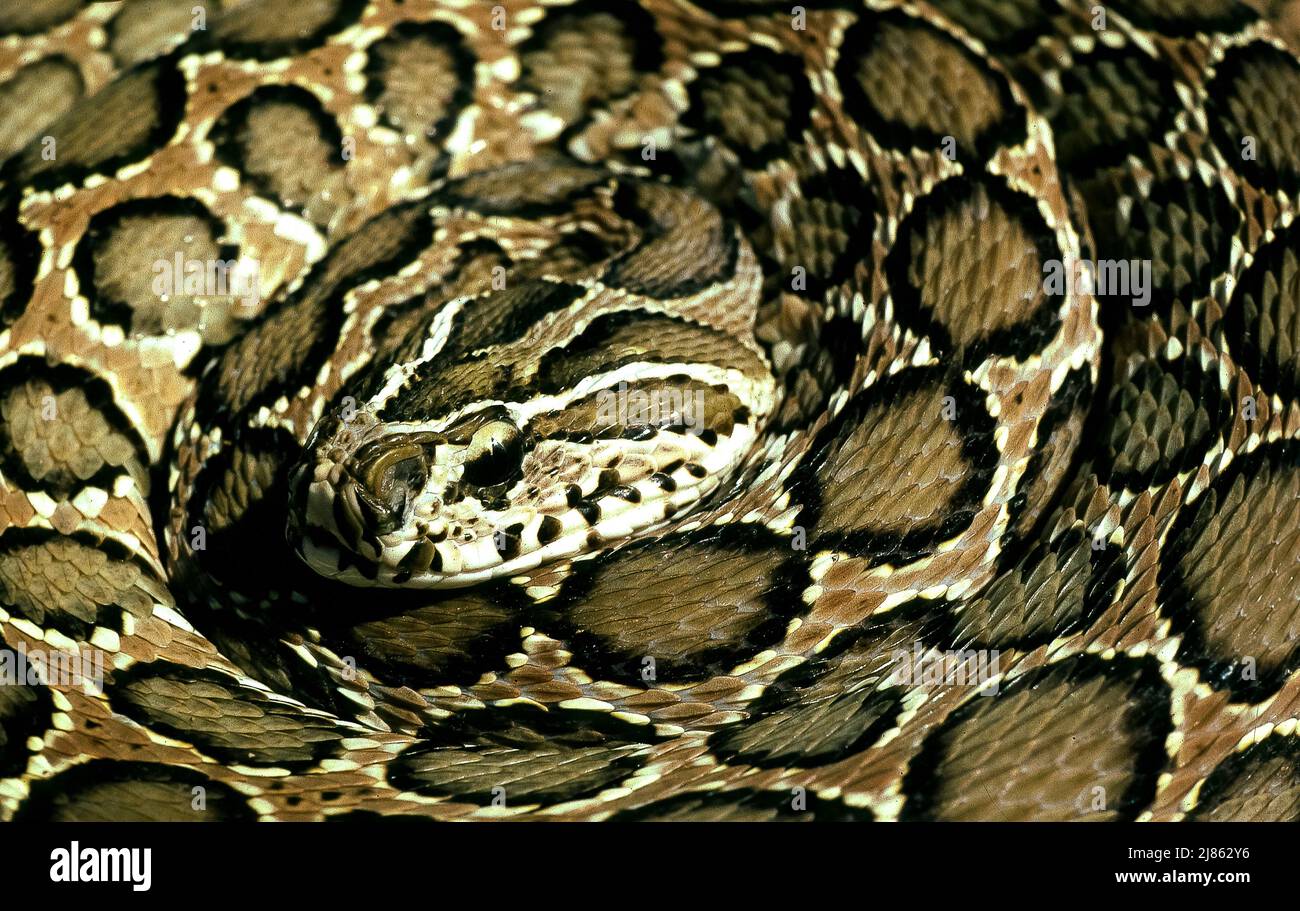 Portrait of Russel's Viper in Southern Asia Stock Photo - Alamy