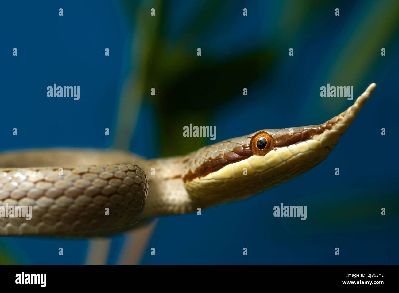 Portrait of Rhinoceros Rat Snake Stock Photo - Alamy