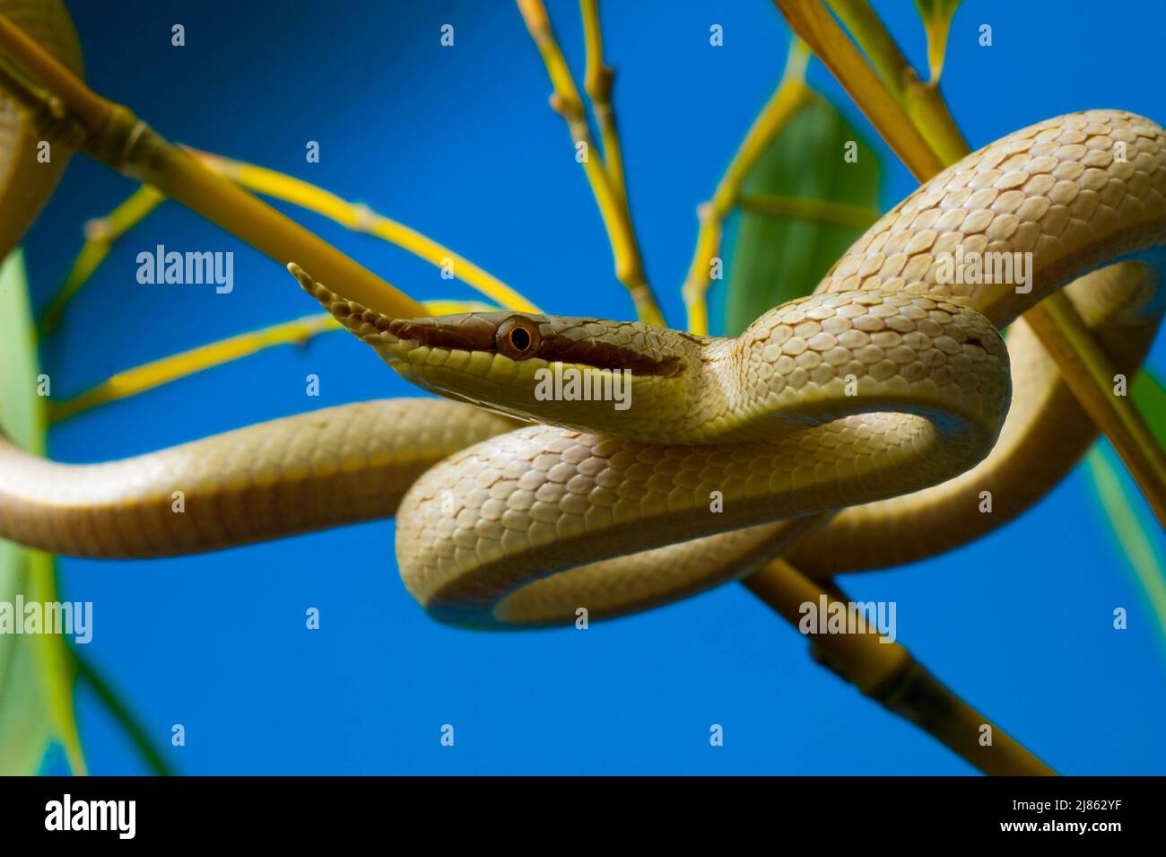 Rhinoceros Rat Snake on bamboo Stock Photo - Alamy