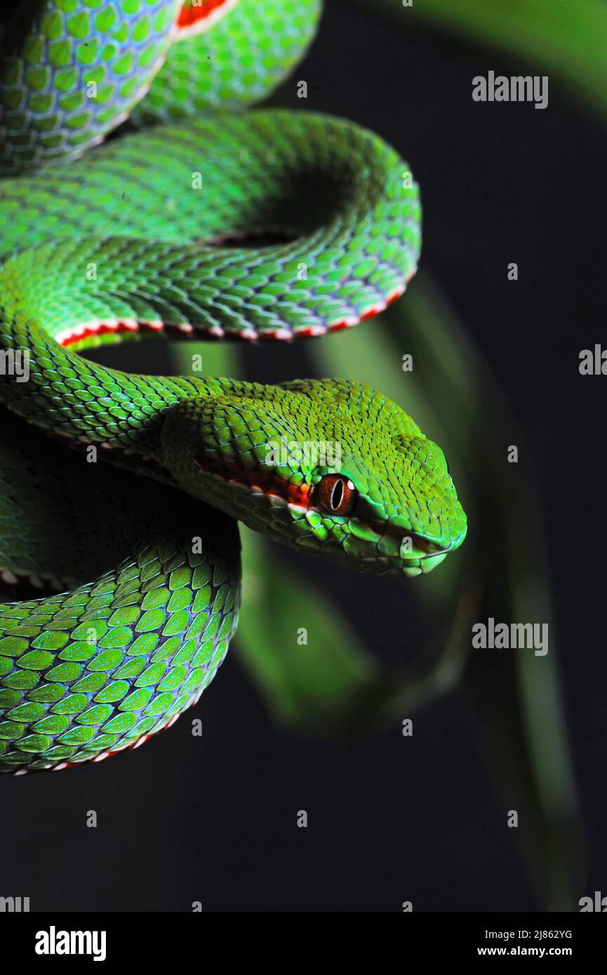 Popes pit viper hi-res stock photography and images - Alamy
