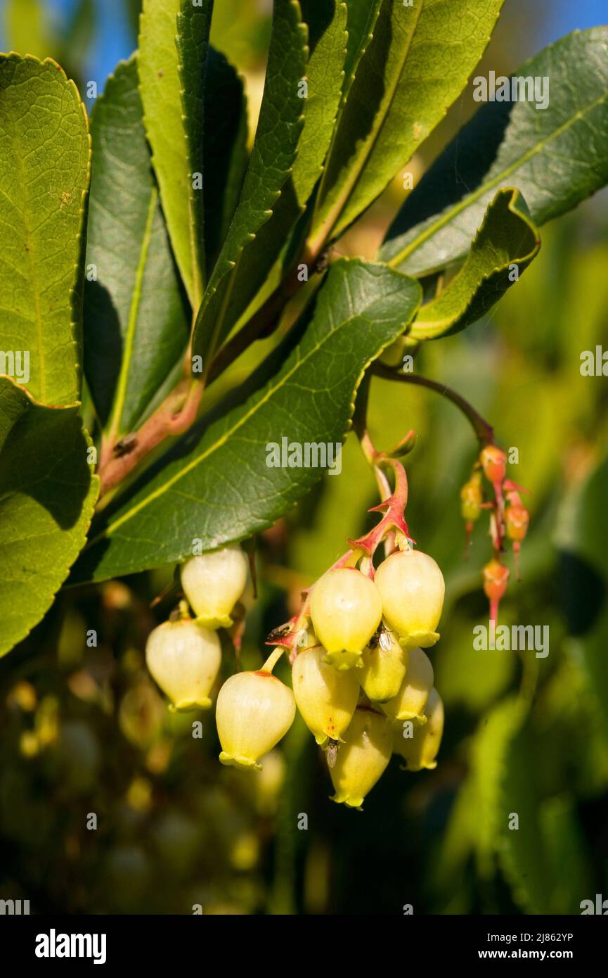 Strawberry tree in bloom Poitou France Stock Photo - Alamy