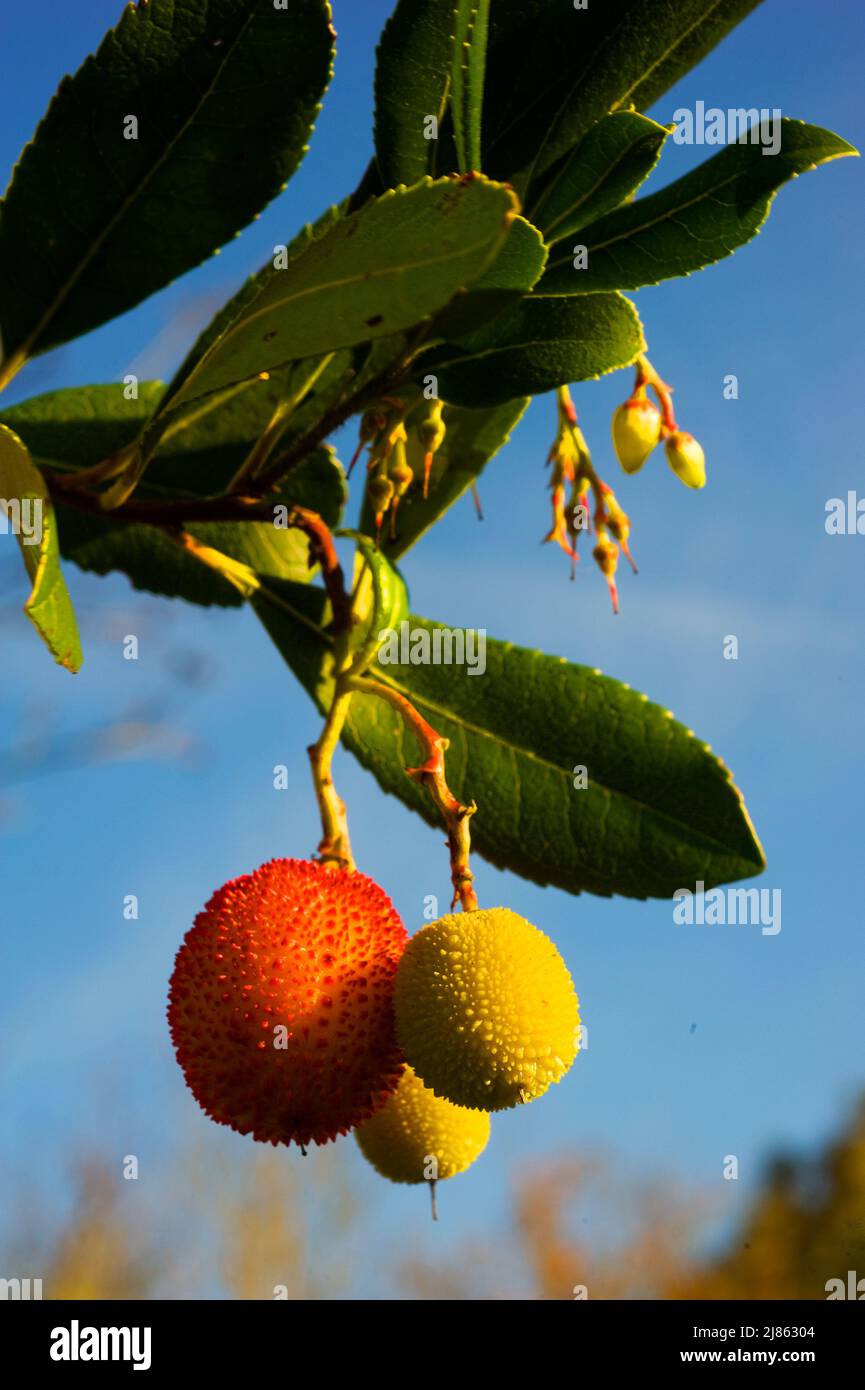 Strawberry tree fruits Poitou France Stock Photo - Alamy