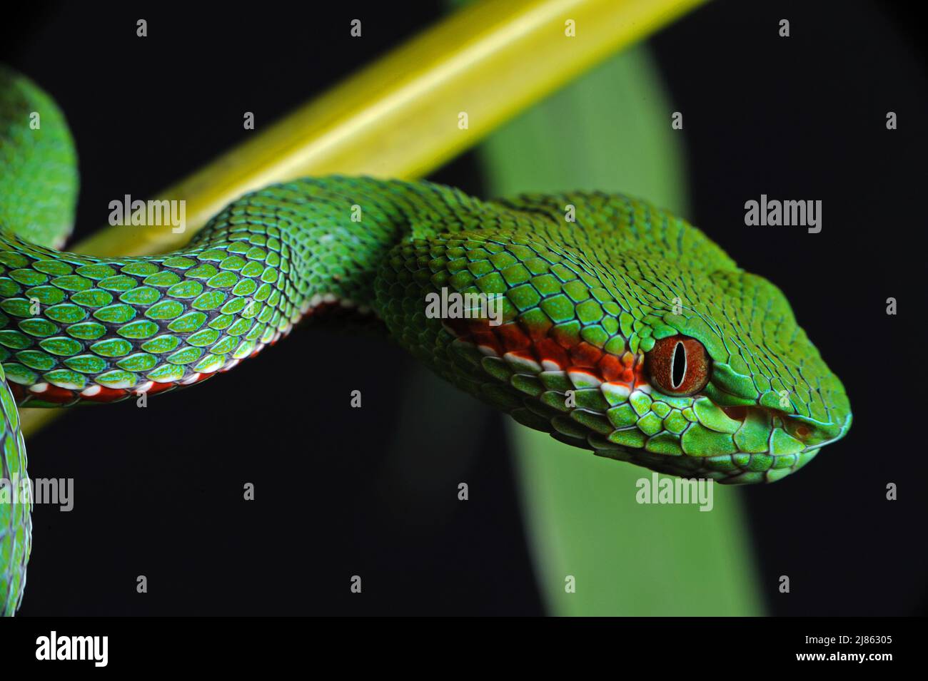 Pope's Pit Viper along a bamboo on black background Stock Photo - Alamy