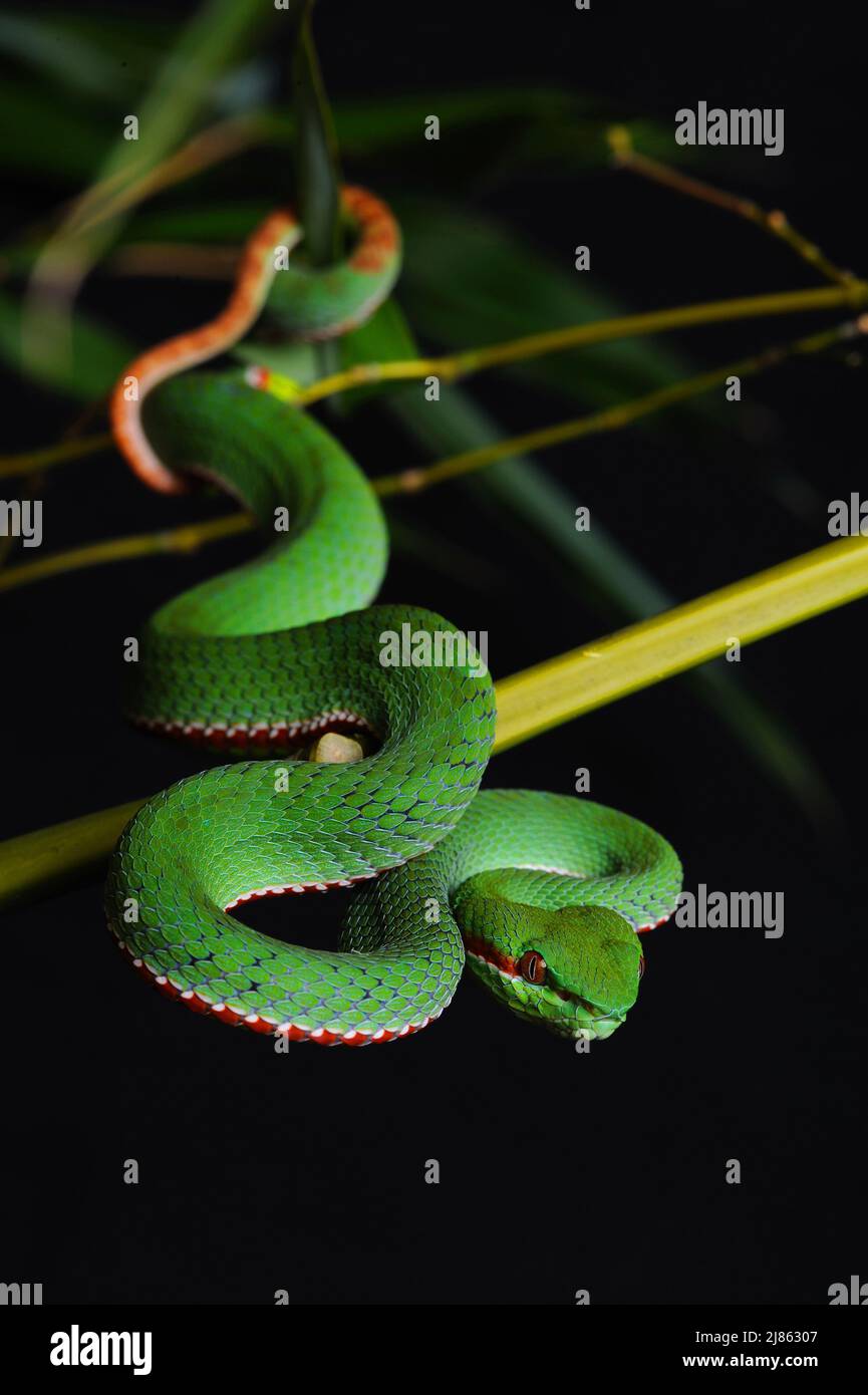 Pope's Pit Viper along a bamboo on black background Stock Photo - Alamy