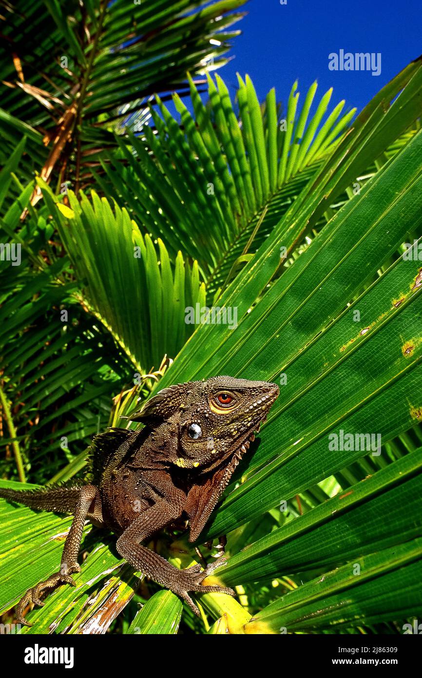 Papua new guinea forest dragon hi-res stock photography and images - Alamy