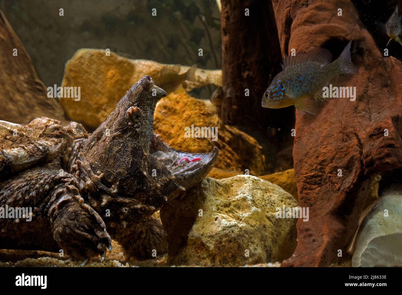 Alligator snapping turtle fishing by luring fish with tongue Stock ...