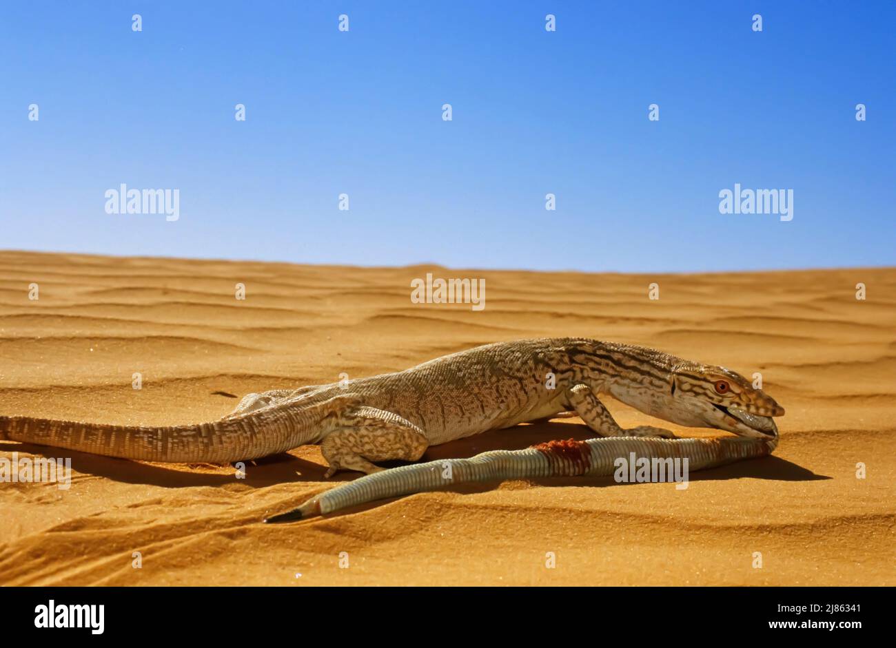 Desert Monitor eating a Sand Viper in Mauritania Stock Photo - Alamy