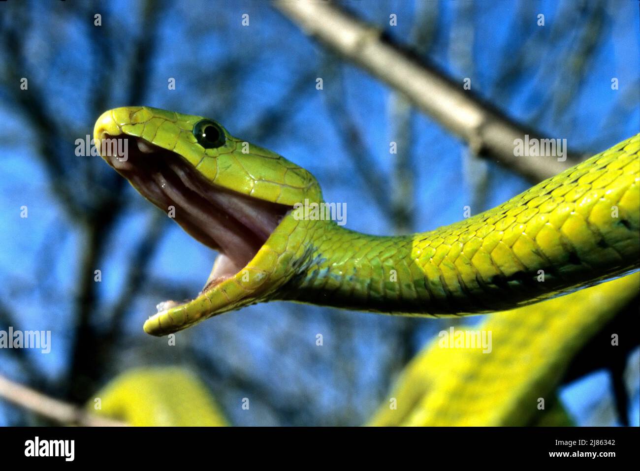 Portrait of a Eastern Green Mamba Stock Photo - Alamy