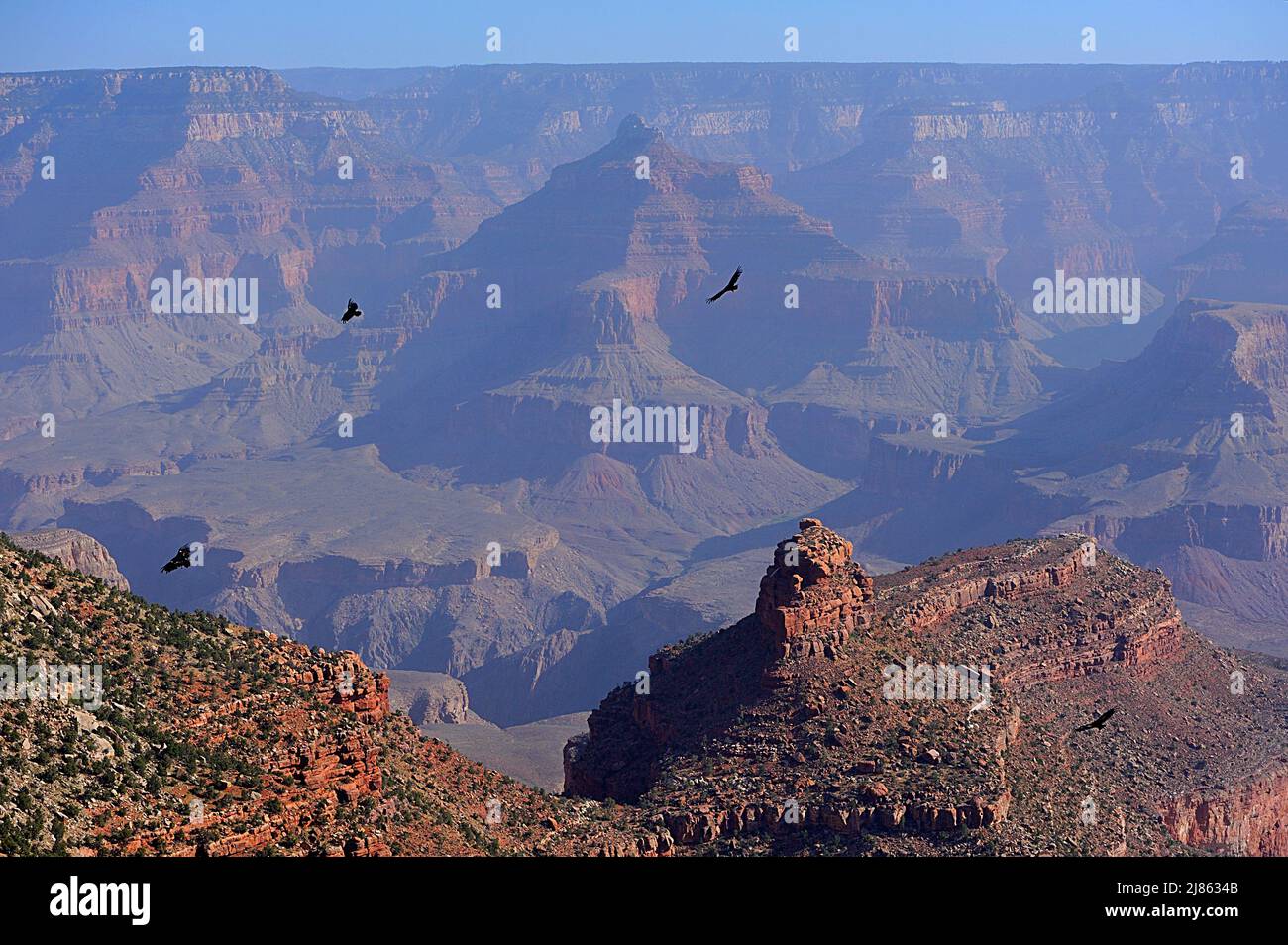 California condors in flight over the Grand Canyon USA Stock Photo - Alamy