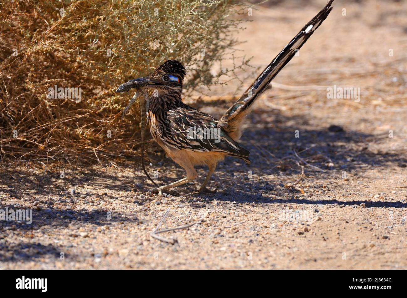 Greater Roadrunner with Tiger Whiptail Joshua's tree NM Stock Photo - Alamy