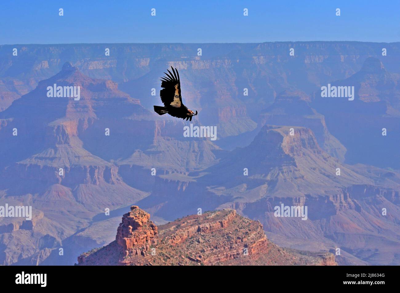 California condor in flight over the Grand Canyon USA Stock Photo - Alamy