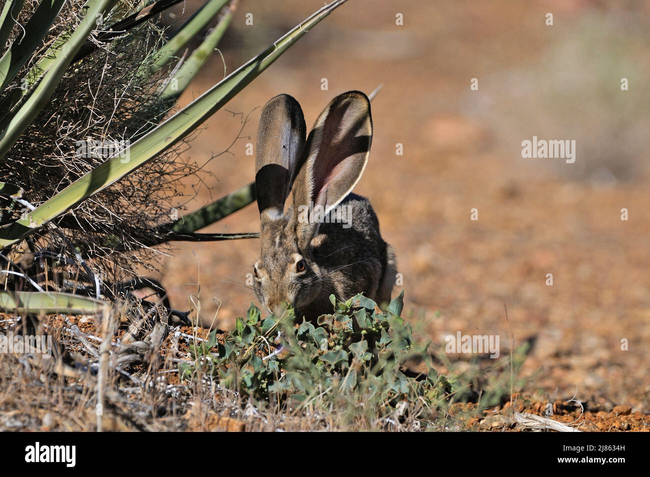 Blacktail Jackrabbit Mojave National Preserve California Stock Photo ...