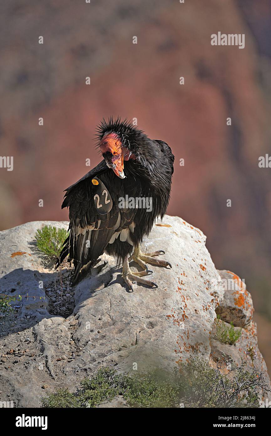California condor on rock Grand Canyon Arizona USA Stock Photo - Alamy
