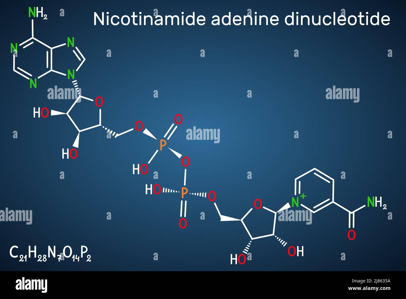 Nad coenzyme Stock Vector Images - Alamy