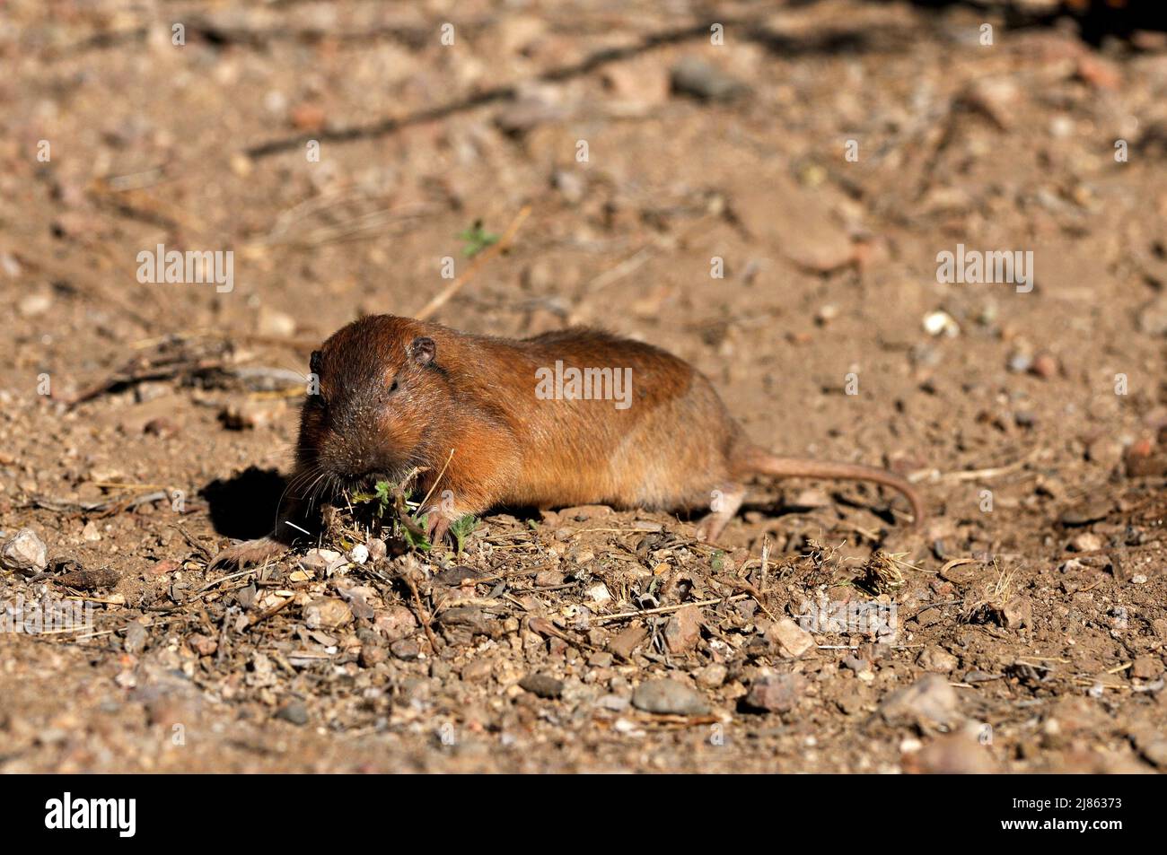 Valley pocket gopher hi-res stock photography and images - Alamy