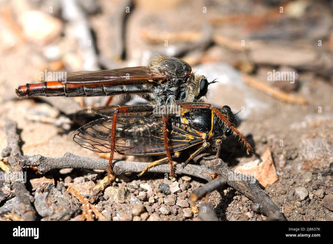 Robber fly and Cicada Chiricahua mountains Arizona USA Stock Photo - Alamy