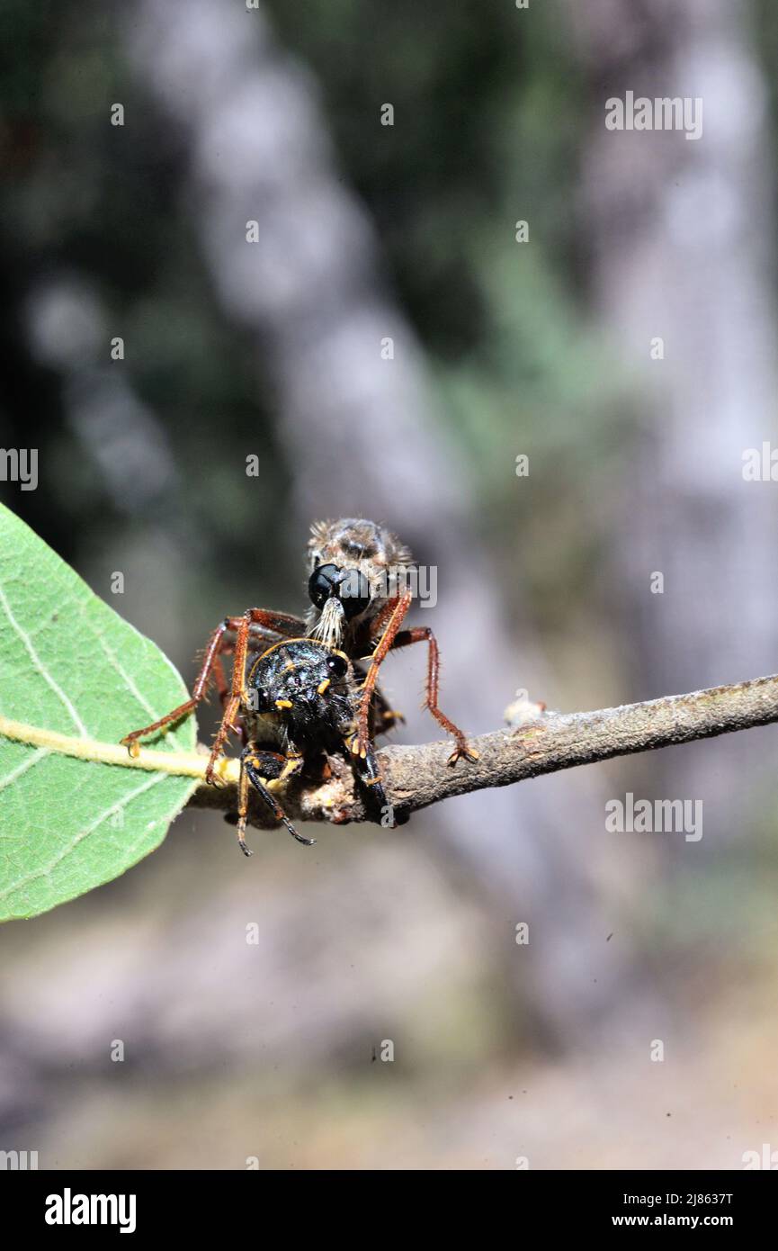Robber fly and Cicada Chiricahua mountains Arizona USA Stock Photo - Alamy