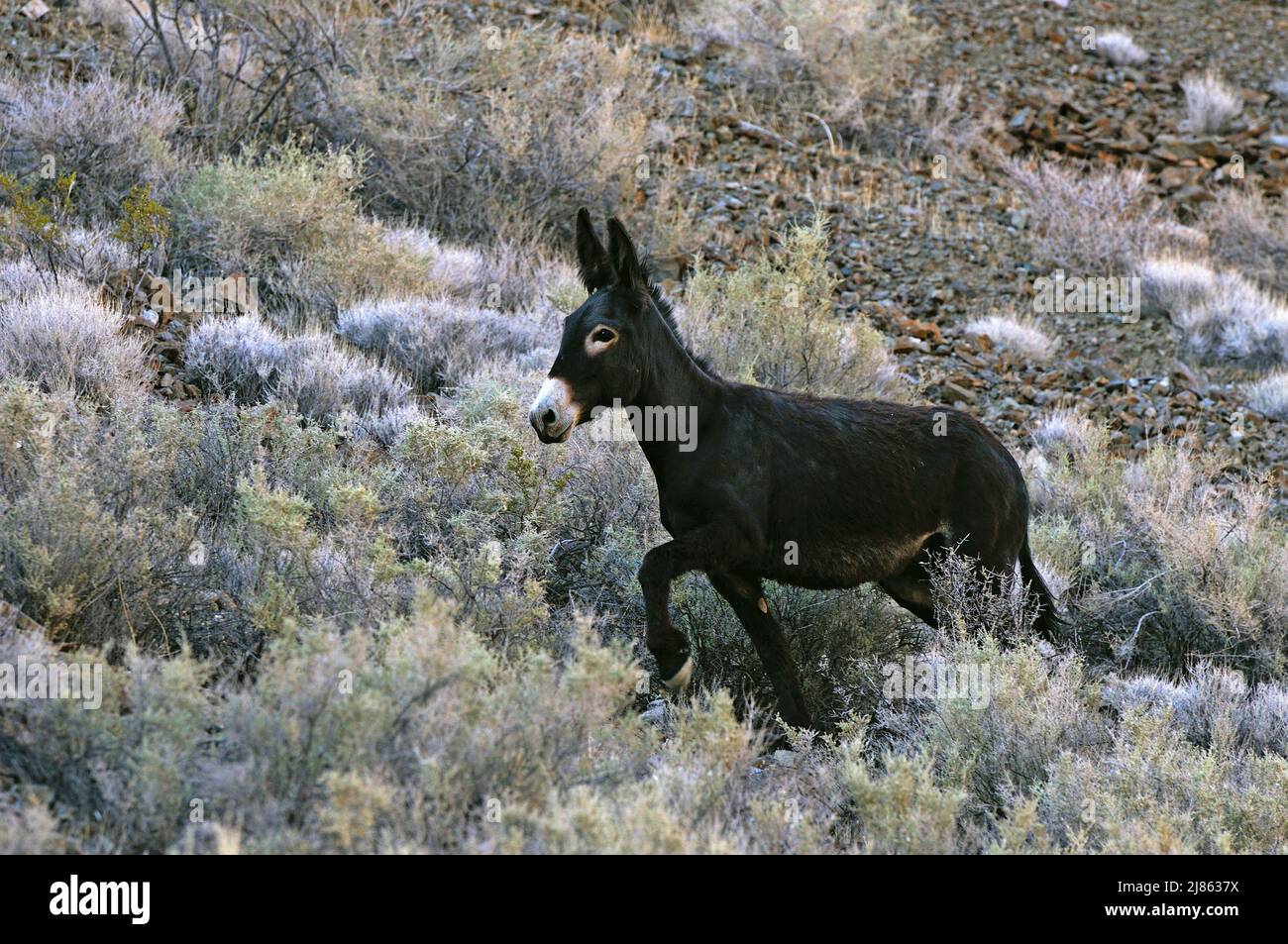 Wild Burro walking Pananamint Mountains Death Valley NP USA Stock Photo ...