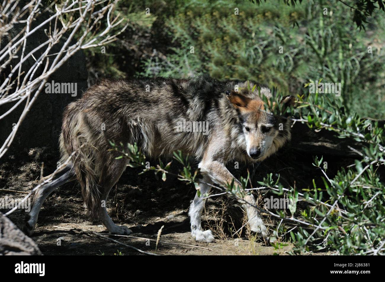 Mexican wolf in the bushes Stock Photo - Alamy