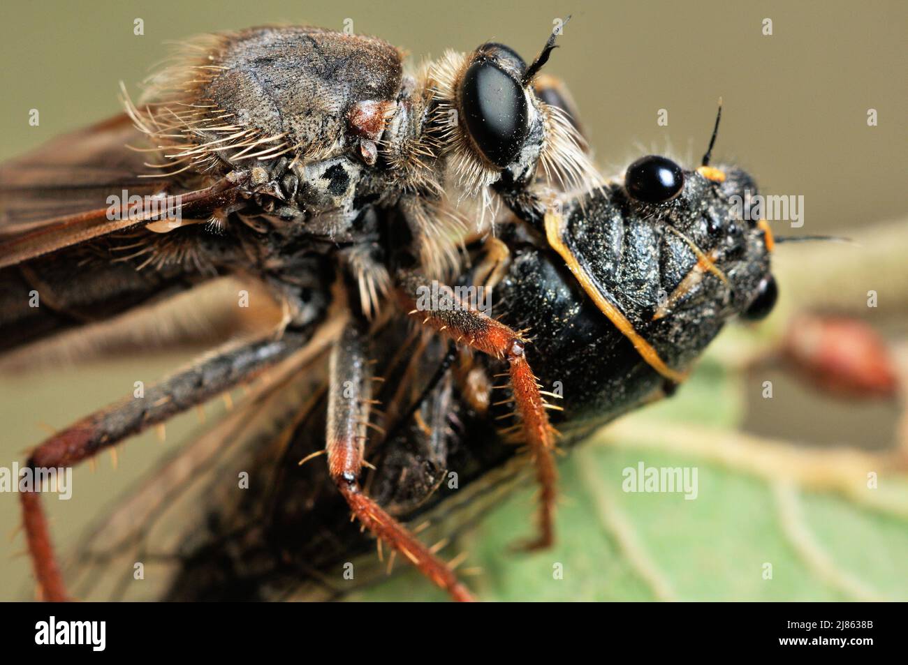 Robber fly and Cicada Chiricahua mountains Arizona USA Stock Photo - Alamy