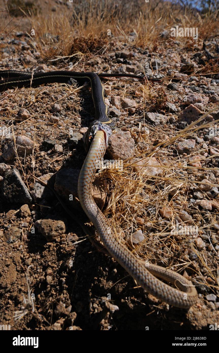 California stripped Racer eating a Patch-Nosed Snake USA Stock Photo ...