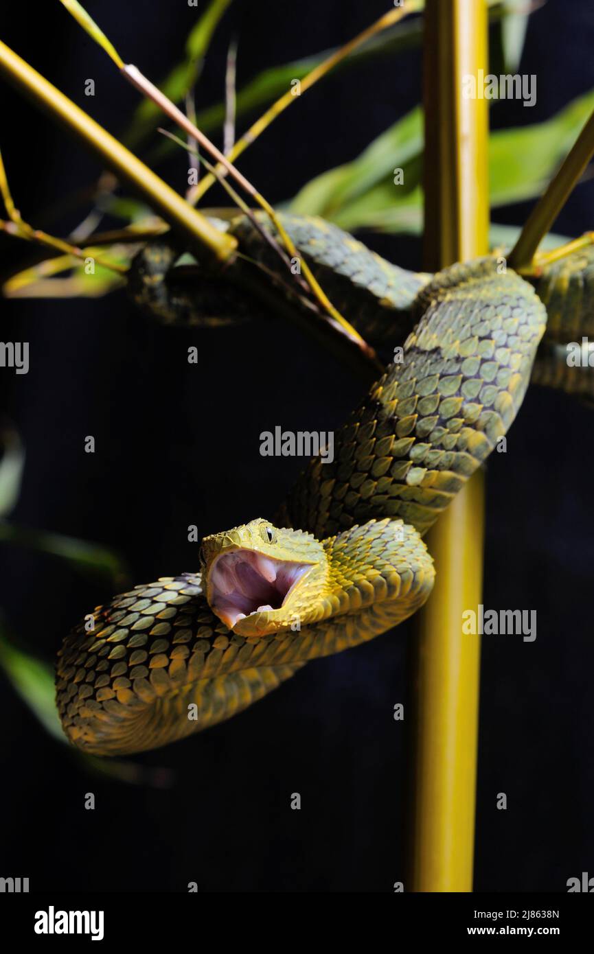 Green Bush Viper ; Native to Central African Republic Stock Photo - Alamy
