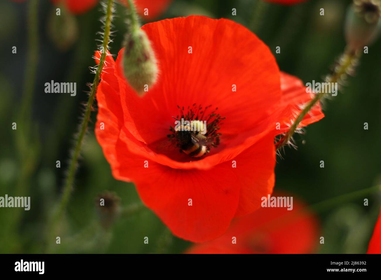 Bumblebee poppy hi-res stock photography and images - Alamy