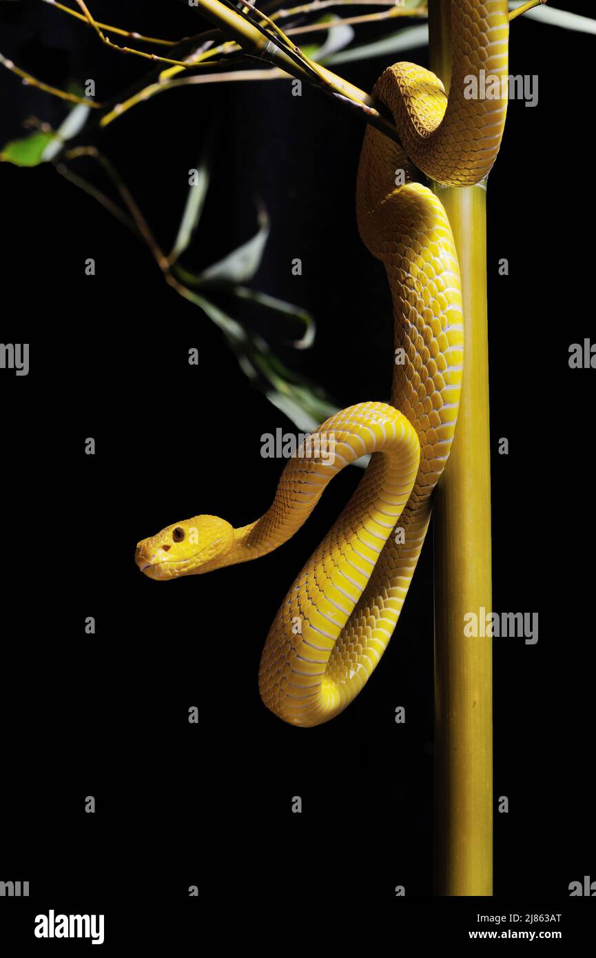 White-lipped island Viper ; Native to Indonesia Stock Photo - Alamy