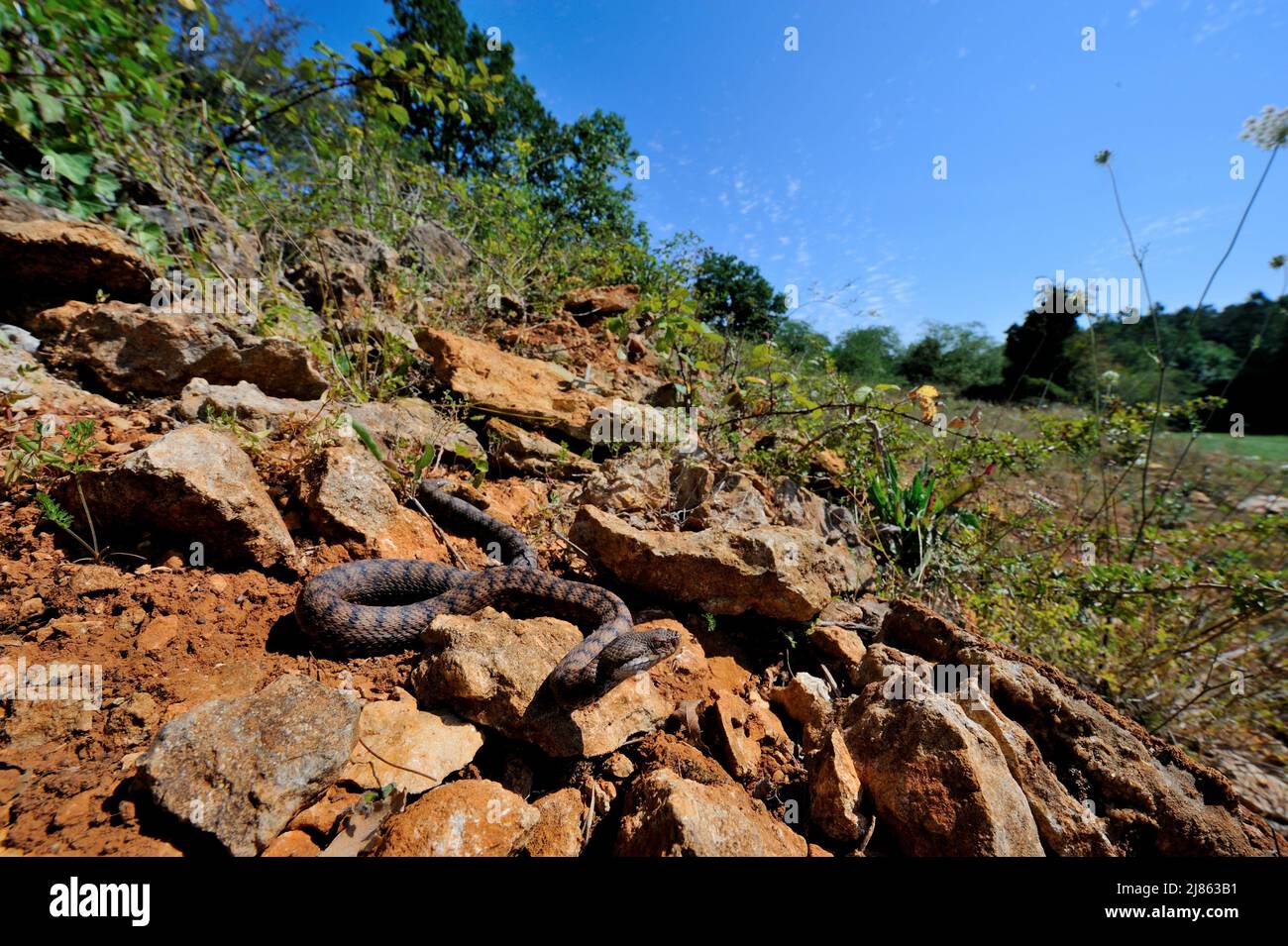 Asp Viper in the rocks ; Native to central France Stock Photo - Alamy