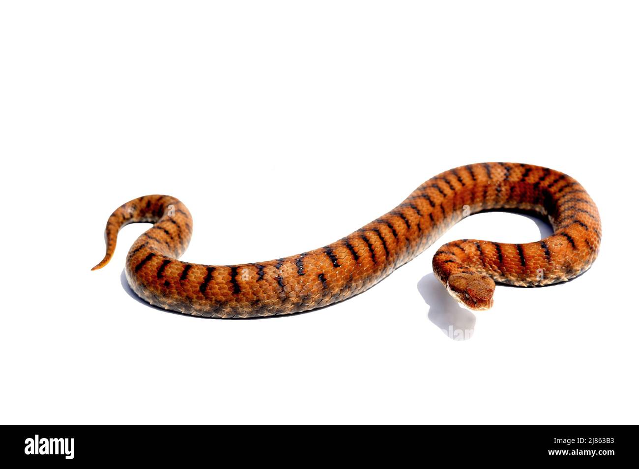 Asp Viper in studio on white background ; Native to central France ...