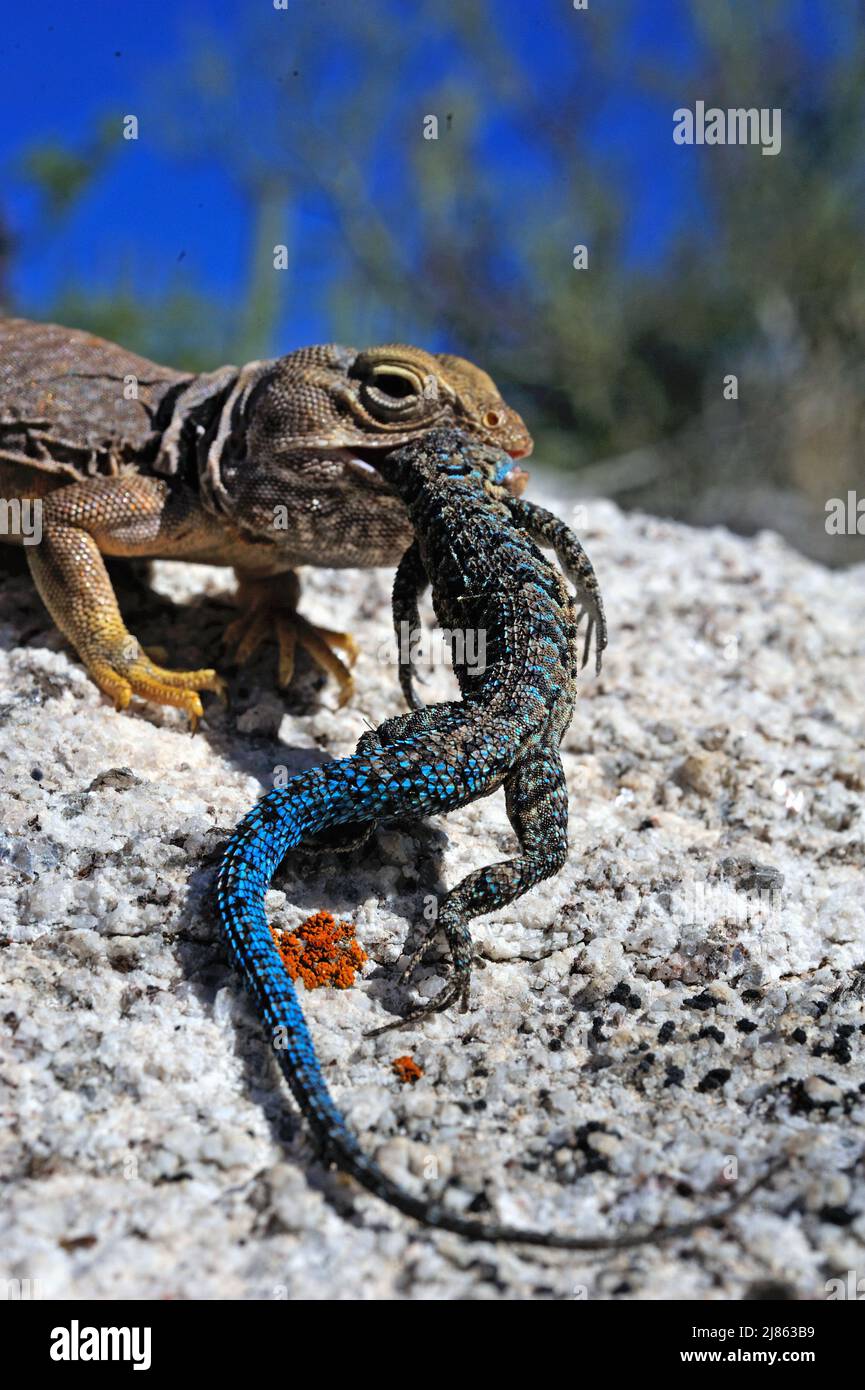 Sonoran collared Lizard eating a Ornate tree Lizard USA Stock Photo - Alamy