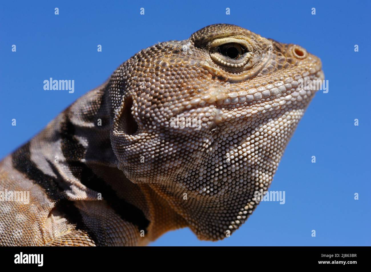 Sonoran collared Lizard Organ pipe cactus national monument Stock Photo ...