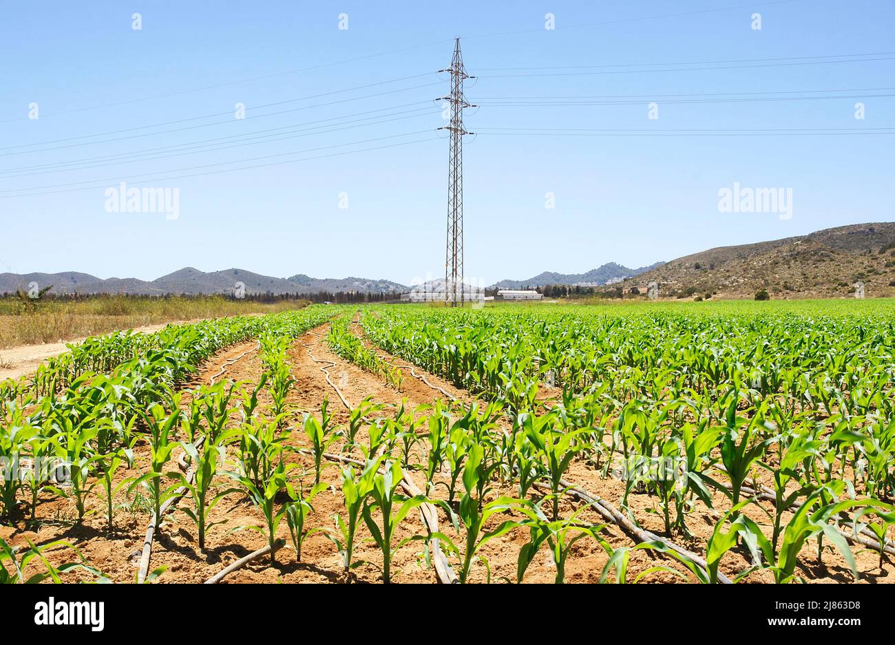 Grain planting plant leaves hi-res stock photography and images - Alamy