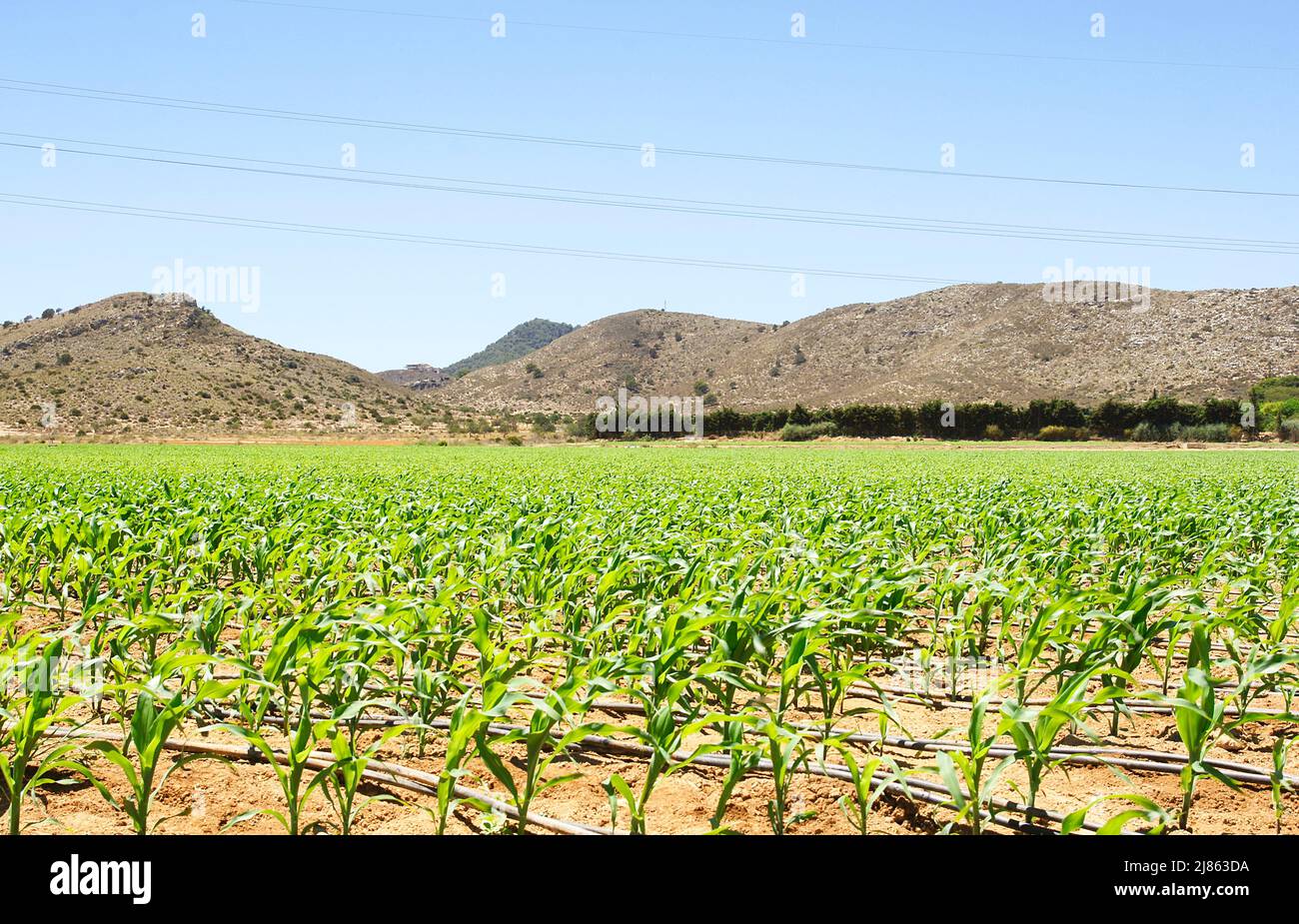 Grain planting leaves hi-res stock photography and images - Alamy