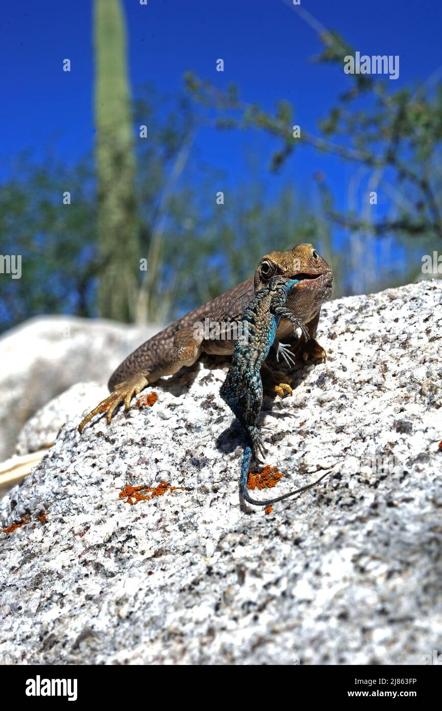 Collared lizard eating hi-res stock photography and images - Alamy