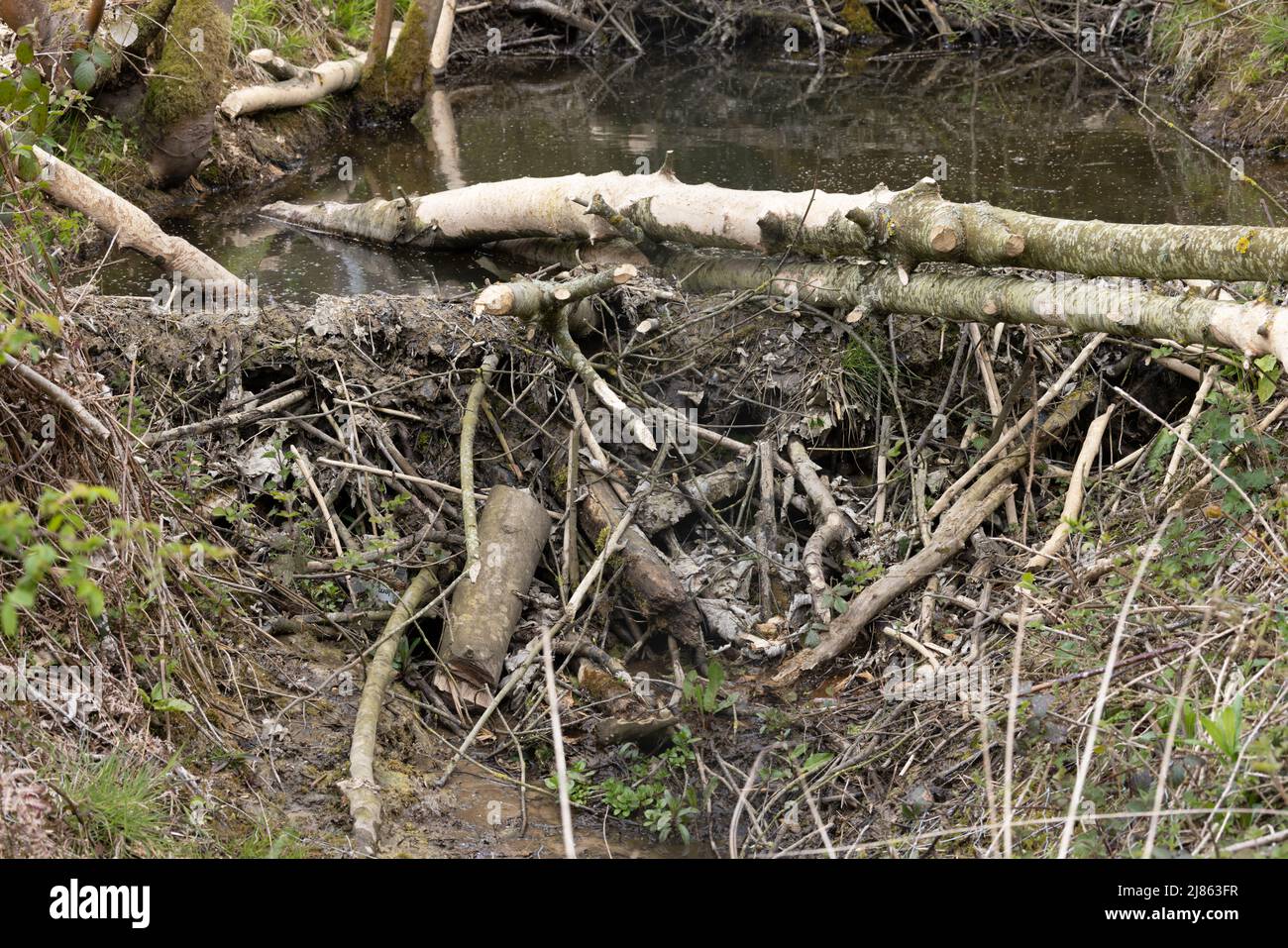 Eurasian Beaver (Castor fiber) dam Norfolk GB UK May 2022 Stock Photo ...