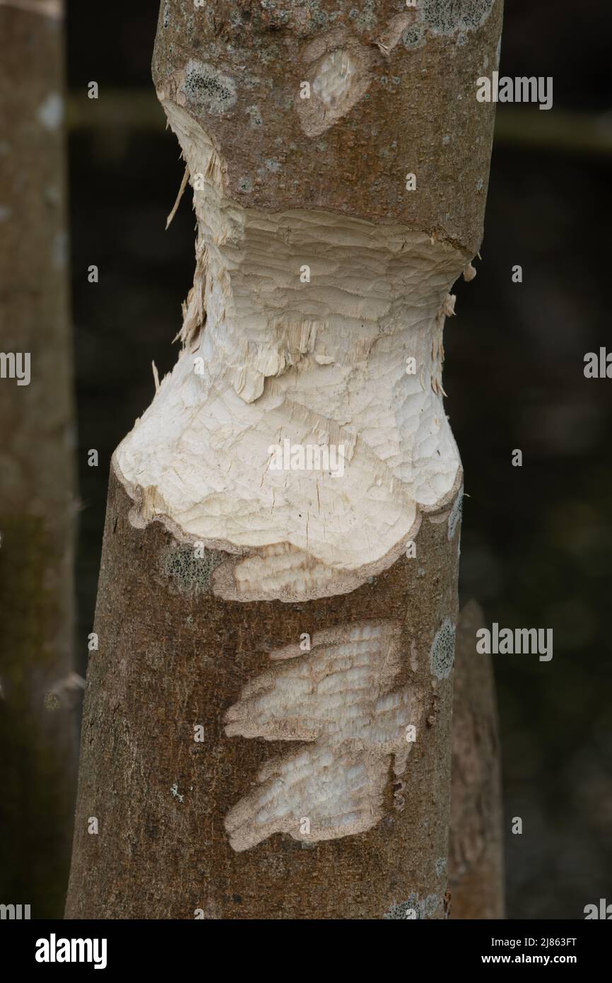 Beaver felling tree hi-res stock photography and images - Alamy