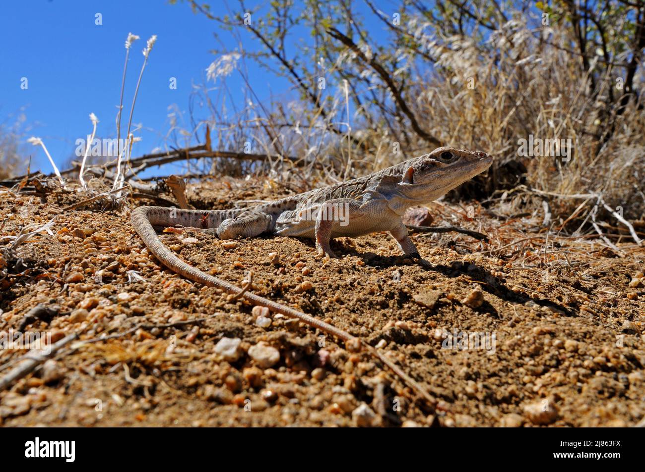 Long-nosed Leopard Lizard Mojave National Preserve USA Stock Photo - Alamy