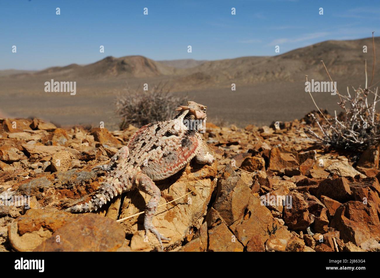 Round-tailed Horned Lizard in defense posture California USA Stock ...