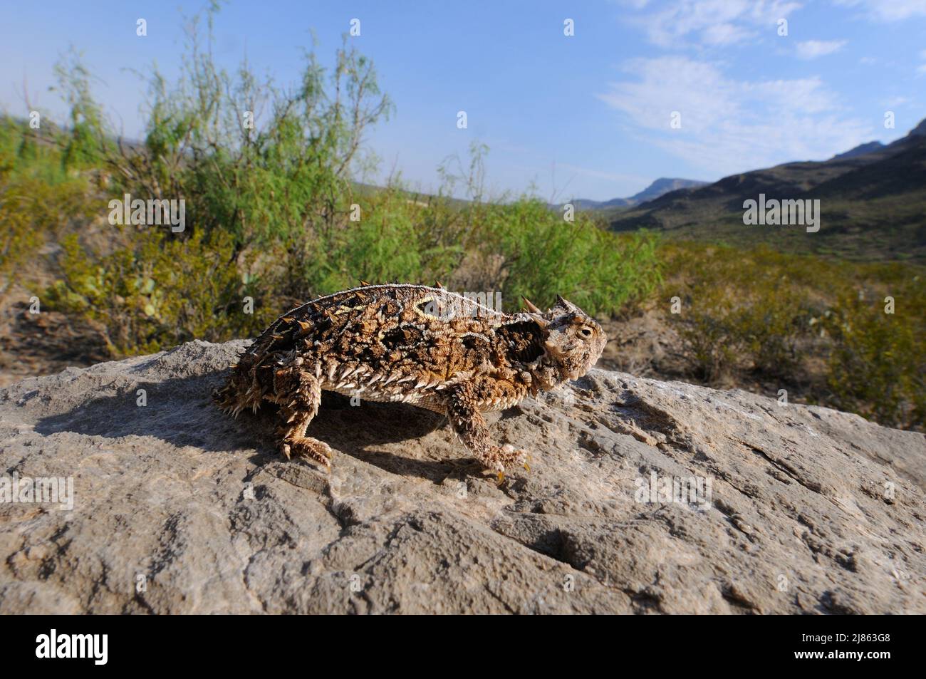 Texas horned Lizard in defensive posture USA Stock Photo - Alamy