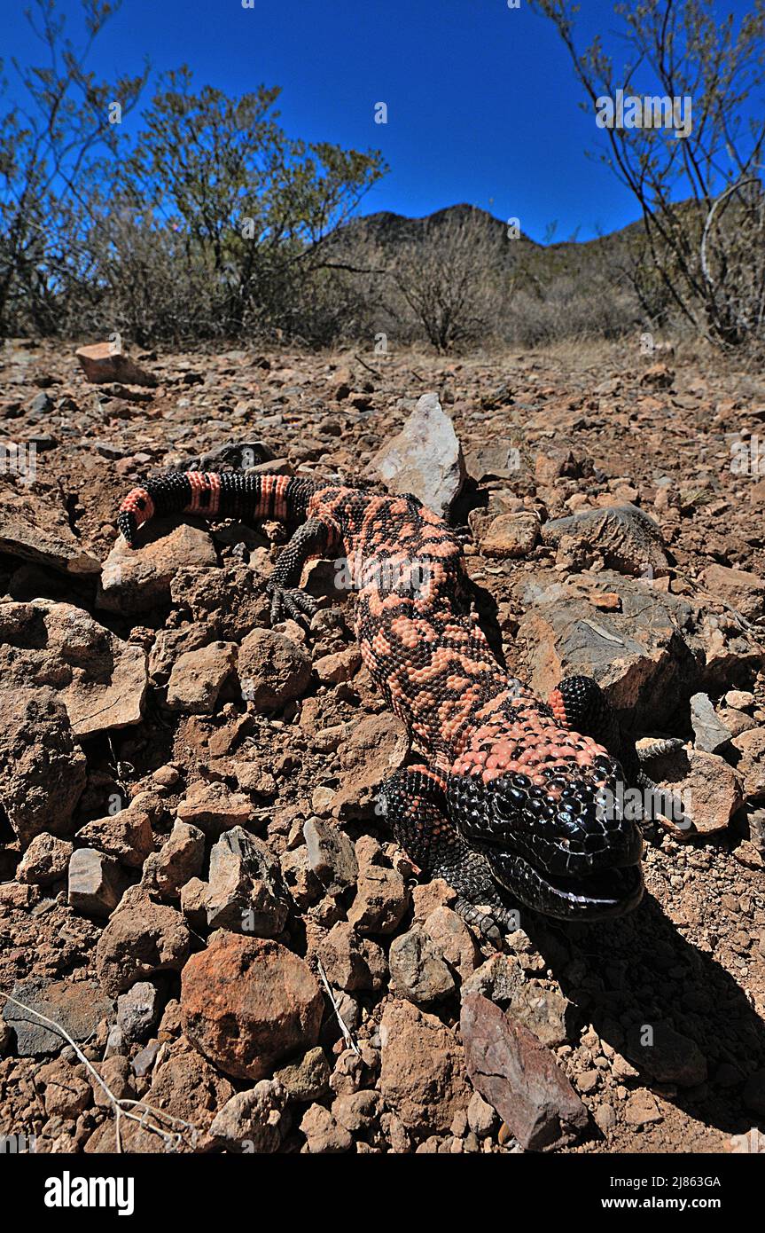 Gila Monster South Arizona USA Stock Photo - Alamy