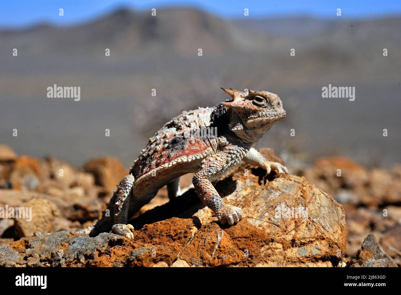 Desert Horned Lizard in defense posture USA Stock Photo - Alamy