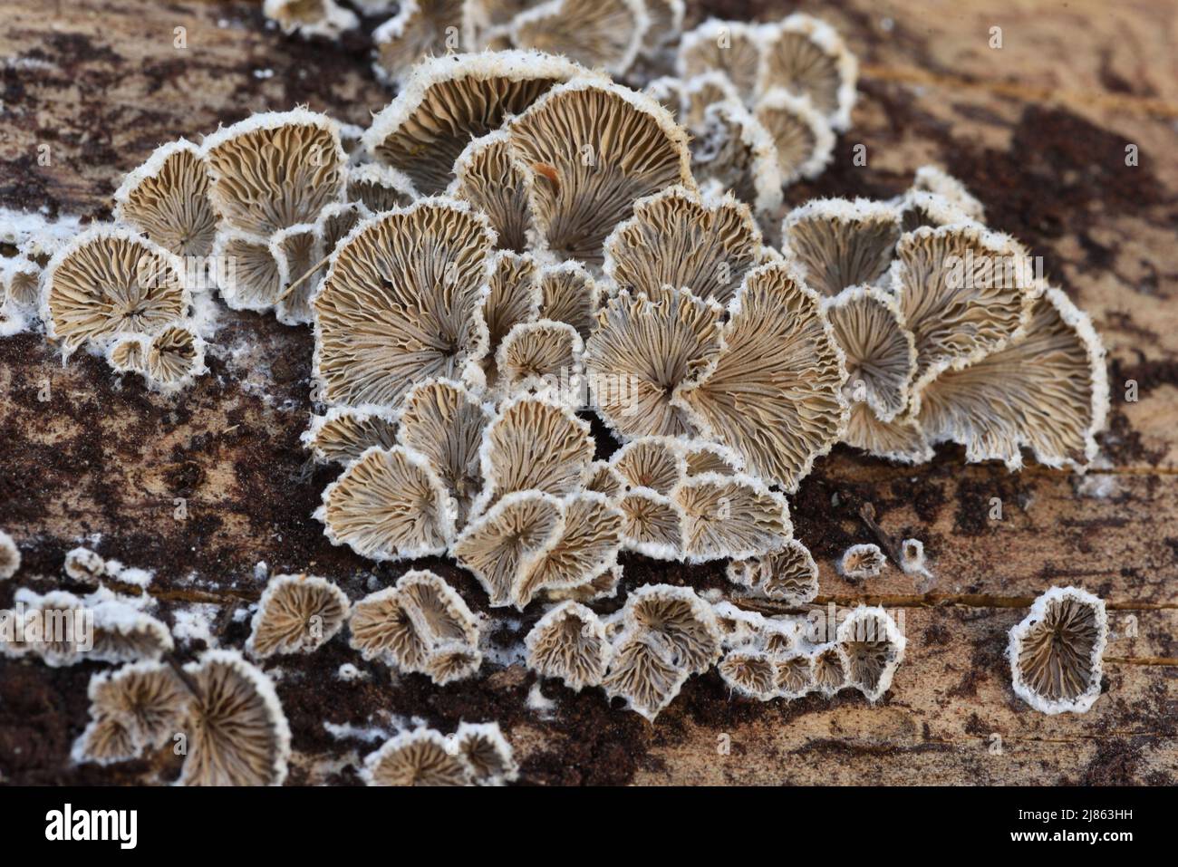 Fungus gills hi-res stock photography and images - Alamy