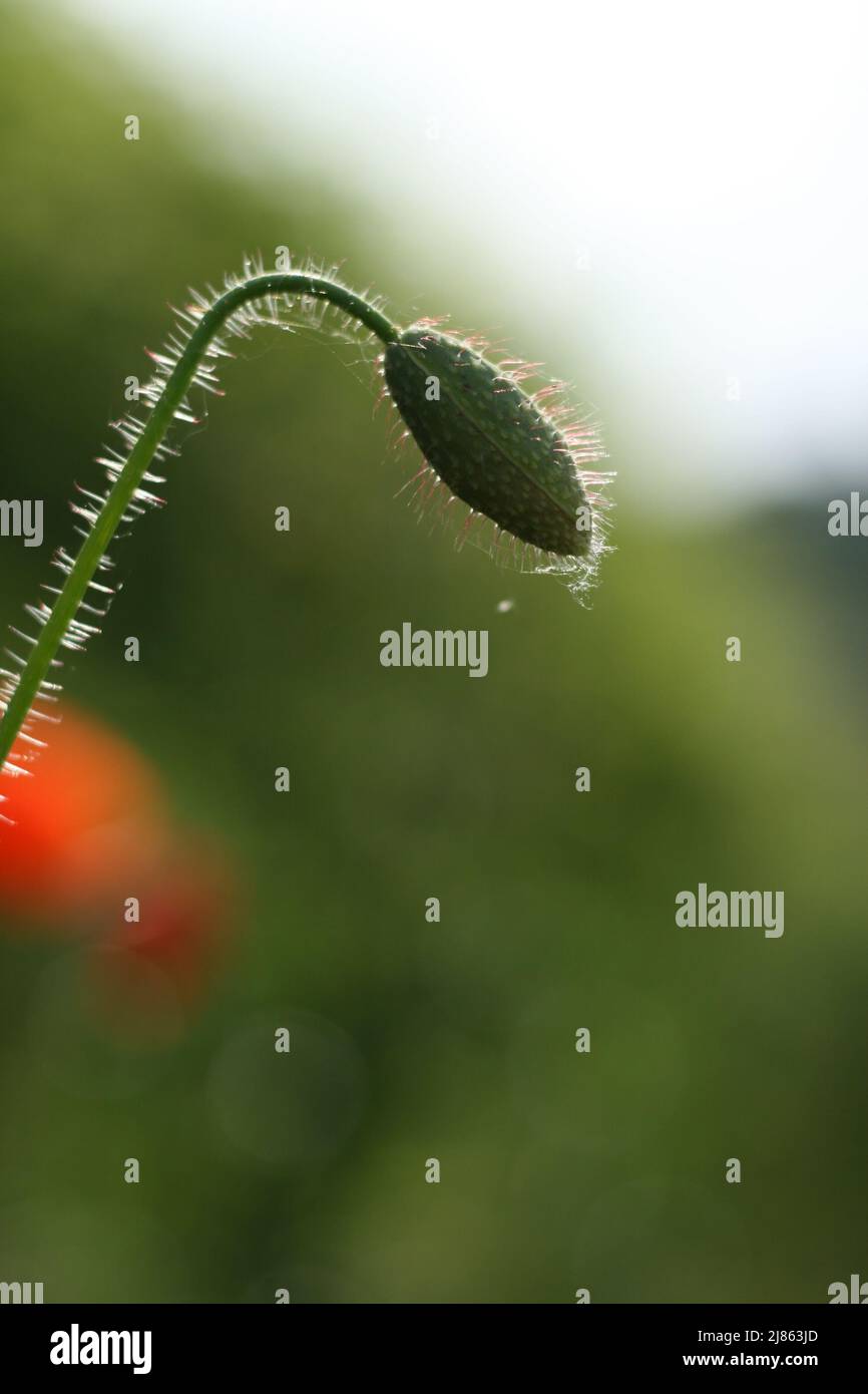 Poppy bud seed hi-res stock photography and images - Alamy