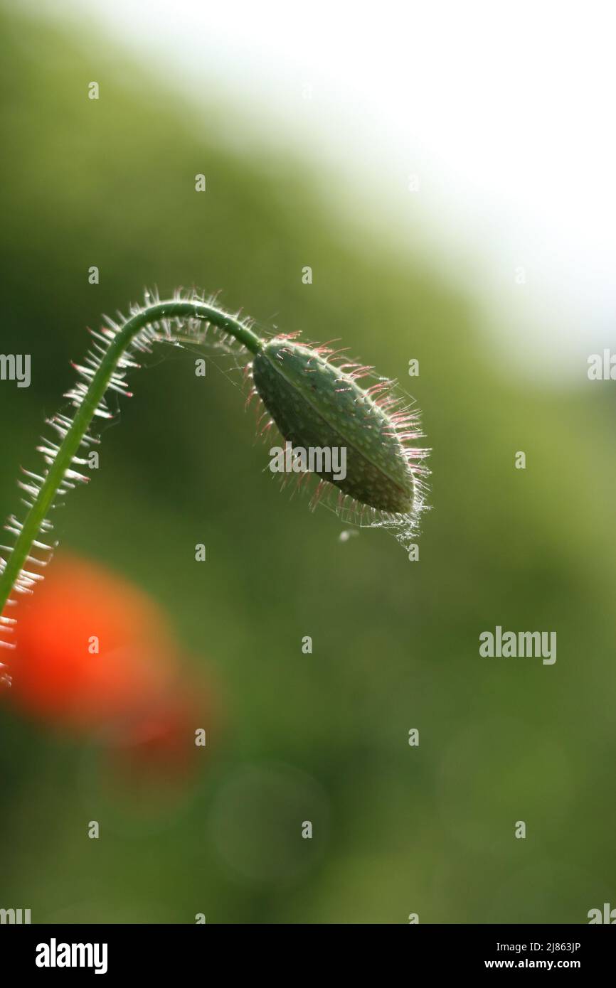 Bud poppy plant hi-res stock photography and images - Alamy