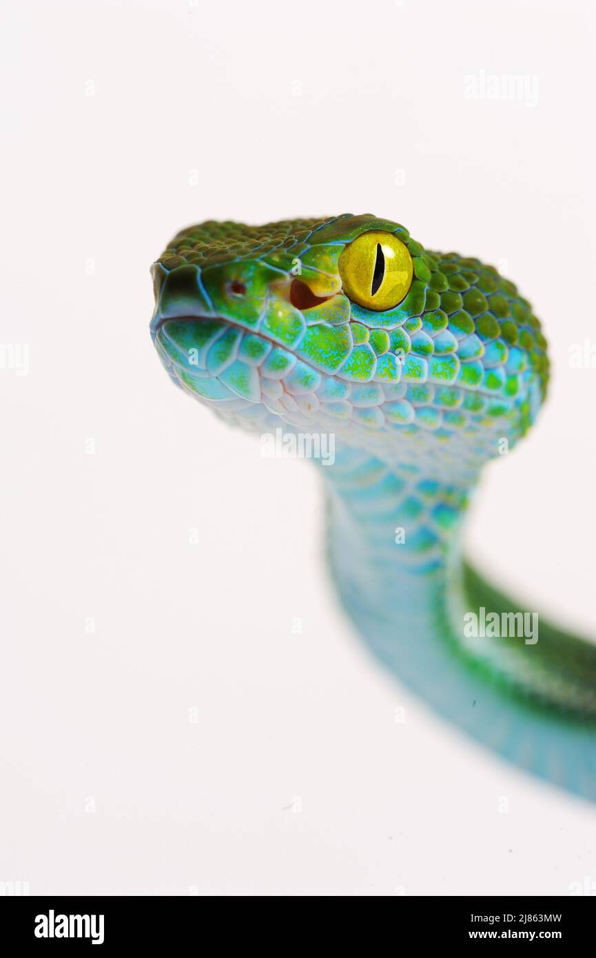 Portrait of a Kramer's pit Viper in studio ; From south-east Asia Stock ...