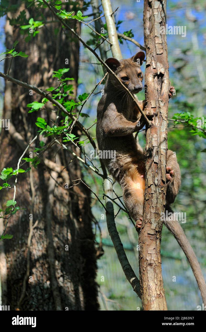 Young Fossa climbing in a tree ; Native from Madagascar Stock Photo - Alamy