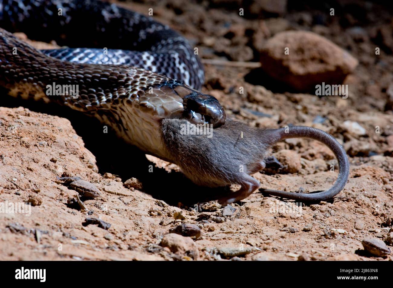 Indian Cobra swallowing a rodent Stock Photo - Alamy